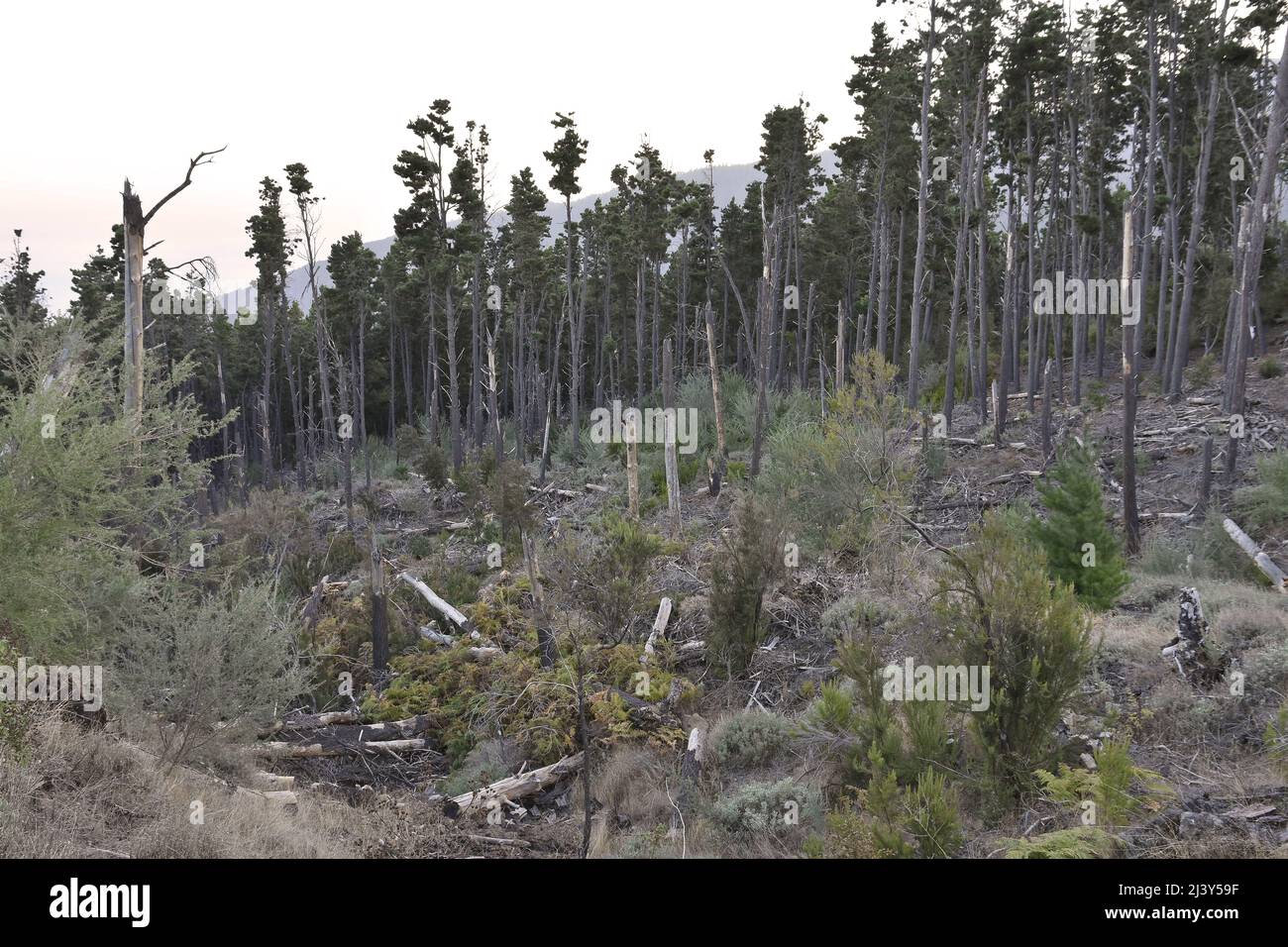 Damaged pine forest of La Orotava in 2017, the aftermath of cyclone ...