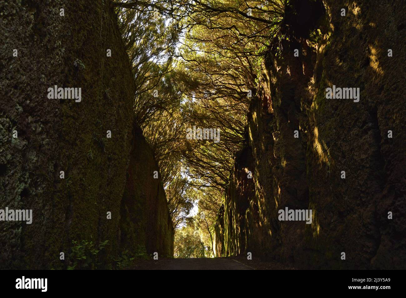Canopy pathway hi-res stock photography and images - Alamy