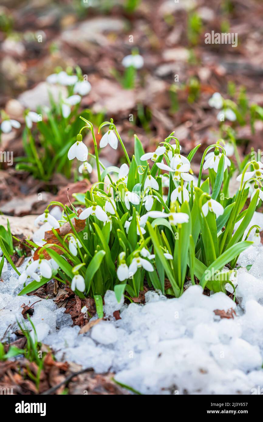 Spring. First tender wild snowdrops close-up, primroses in snow. First ...