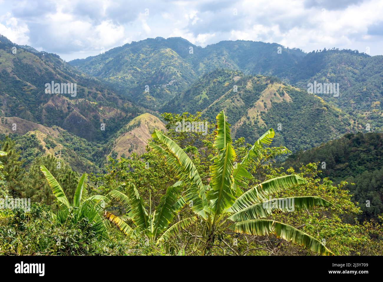 Blue Mountains, Craighton Estate (Blue Mountain coffee tour), Irish ...