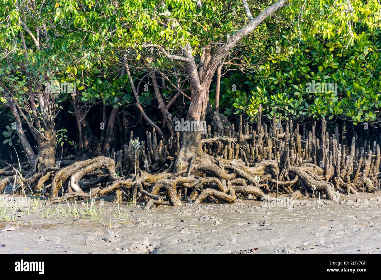 Exposed Root network of Mangrove tree in the muddy eroded soil of the ...