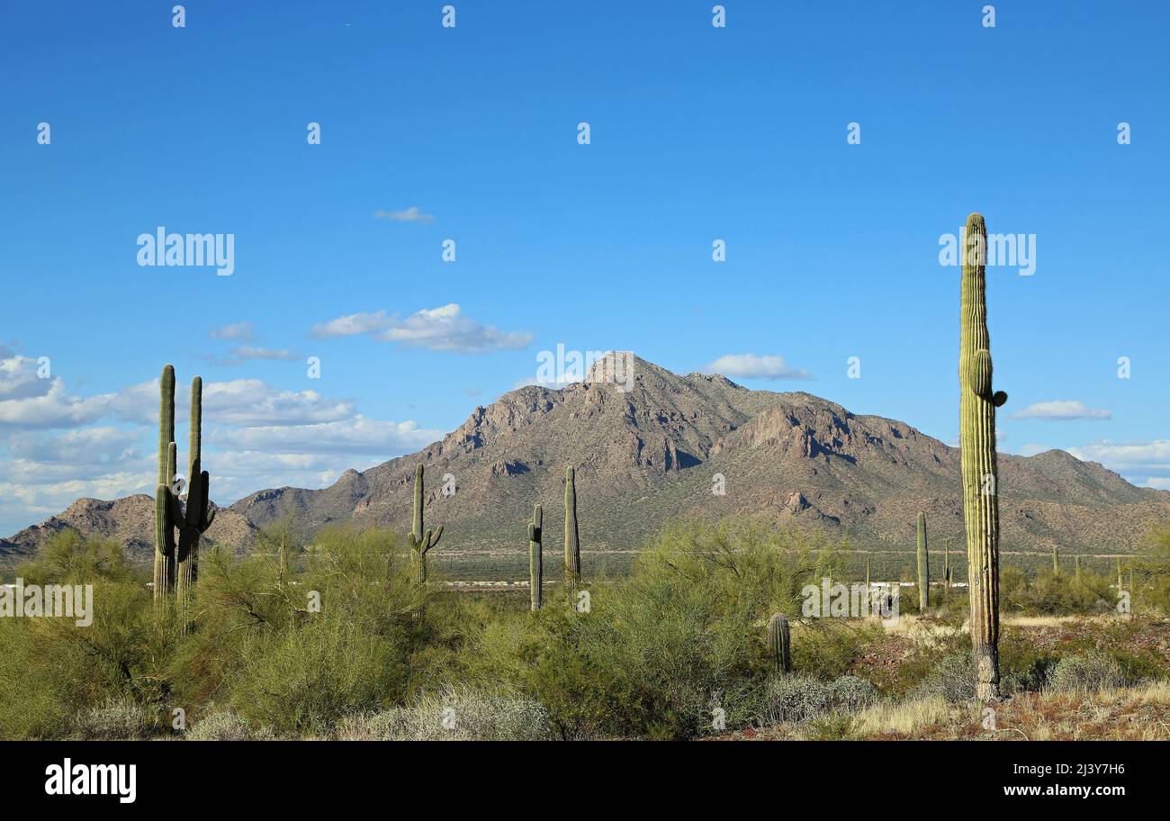 Saguaro and Newman Peak - Picacho Peak State Park, Arizona Stock Photo ...