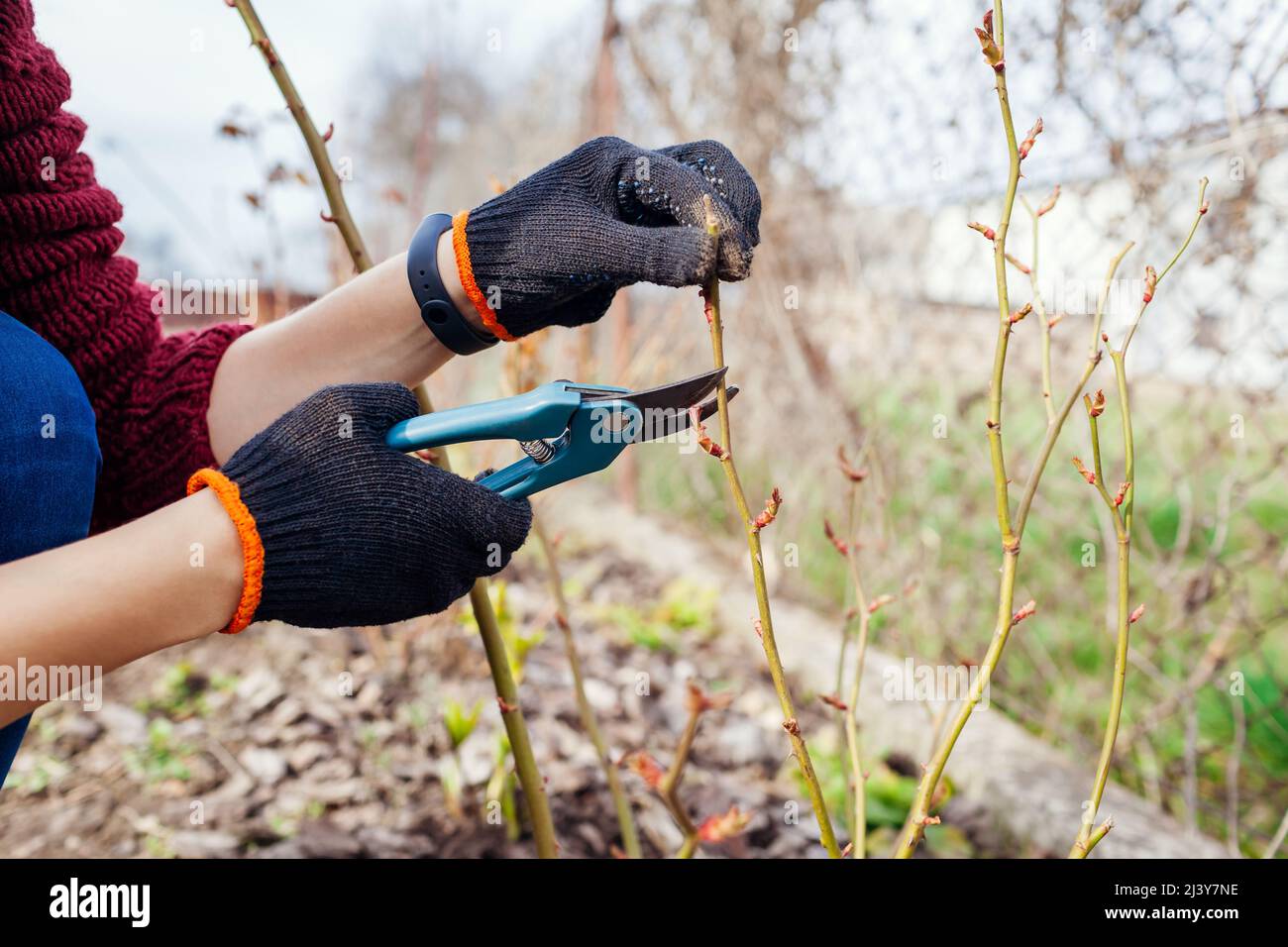 Gardener fertilizing rose bush in spring garden. Granulated mineral ...