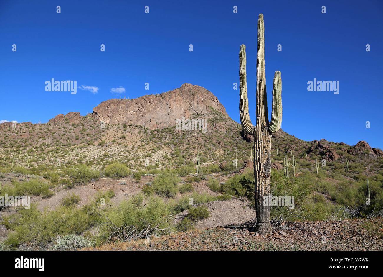 Saguaro cactus - Picacho Peak State Park, Arizona Stock Photo - Alamy