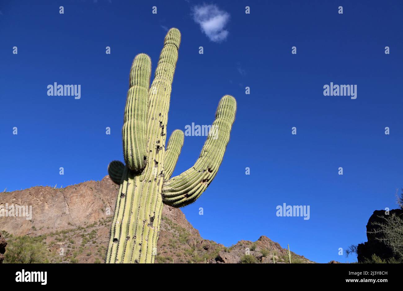 Cactus saguaro - Picacho Peak State Park, Arizona Stock Photo - Alamy