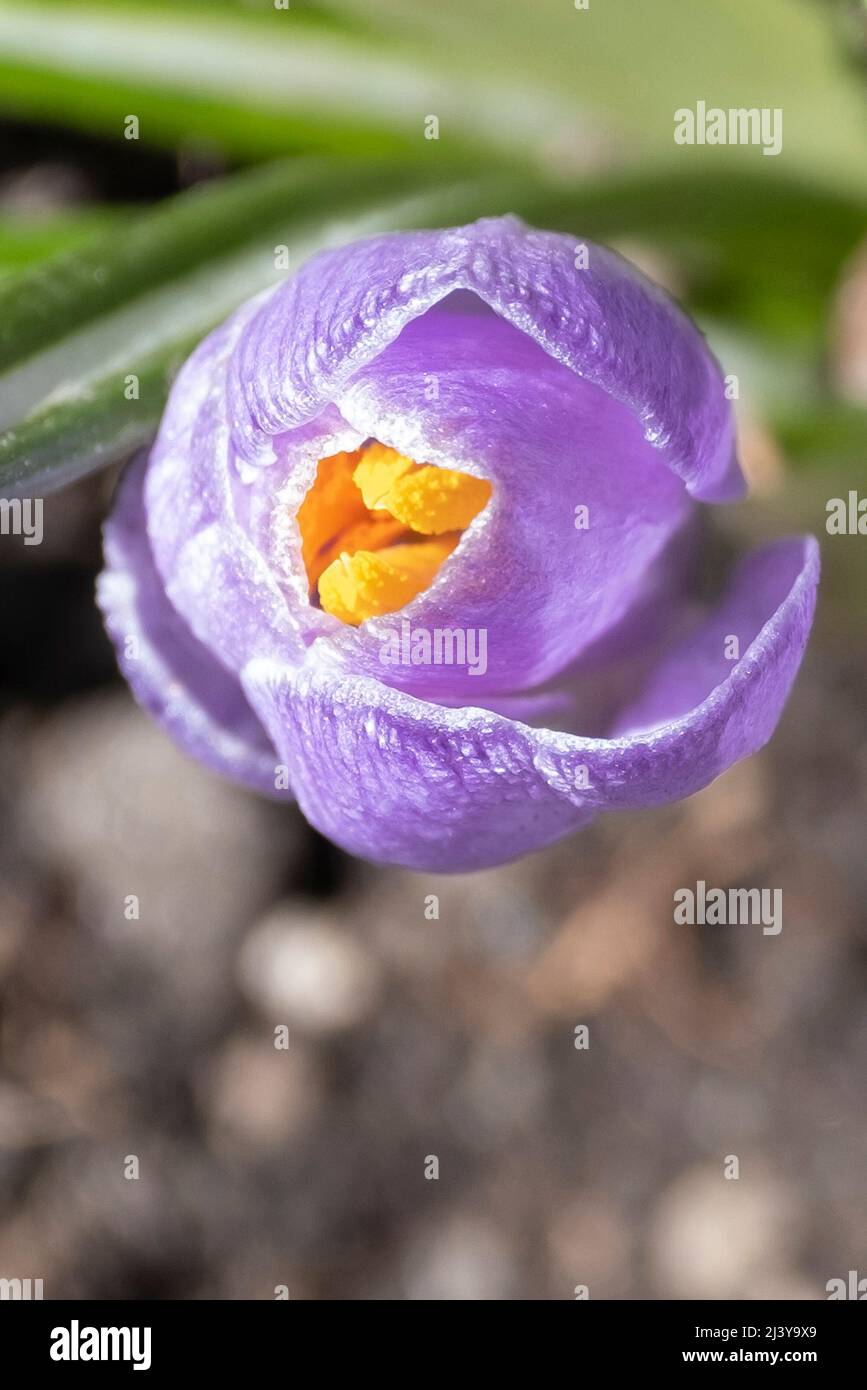 Crocus about to bloom in early spring: close up Stock Photo - Alamy