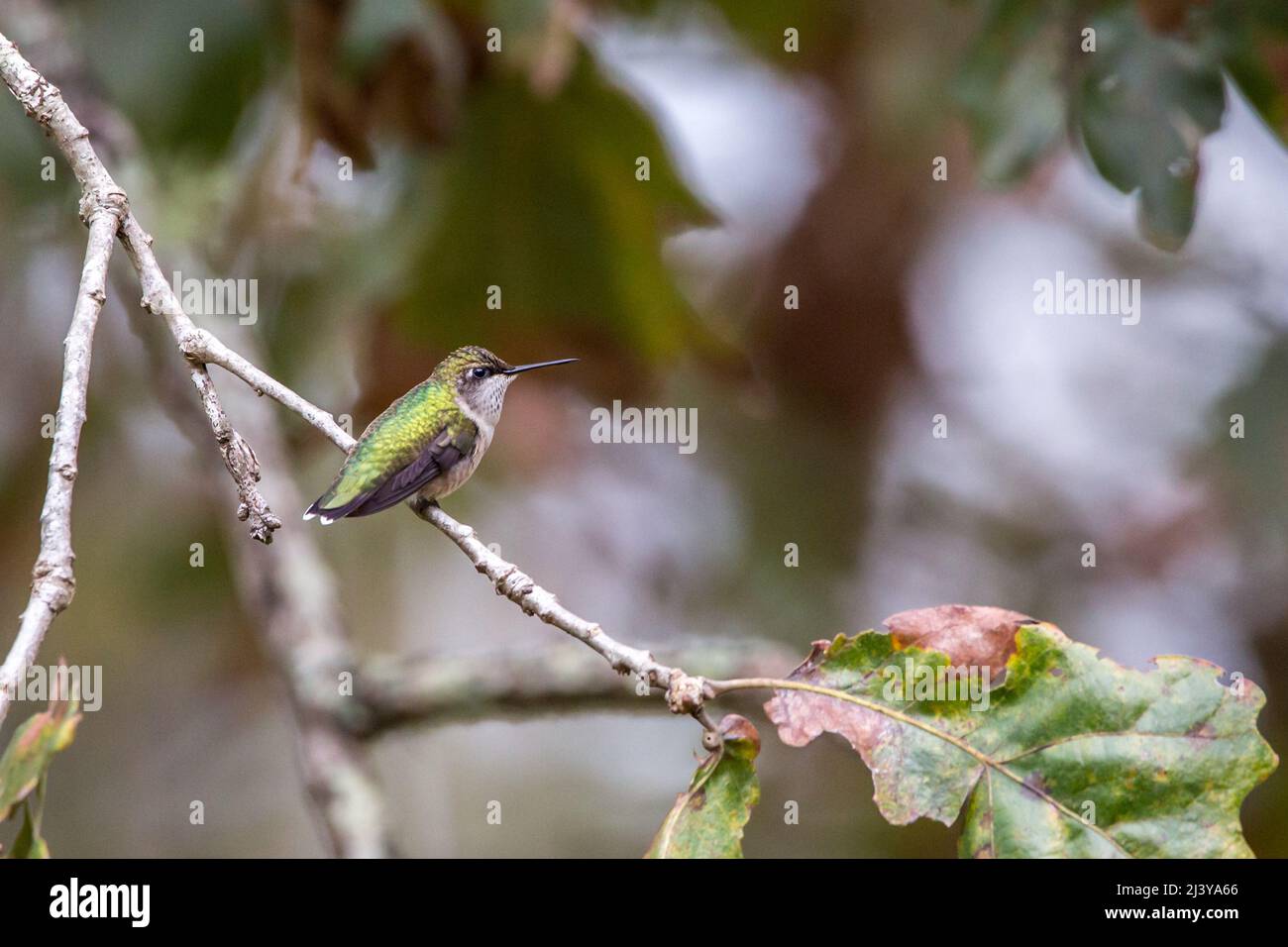Green and yellow feathered hummingbird in a tree hi-res stock ...
