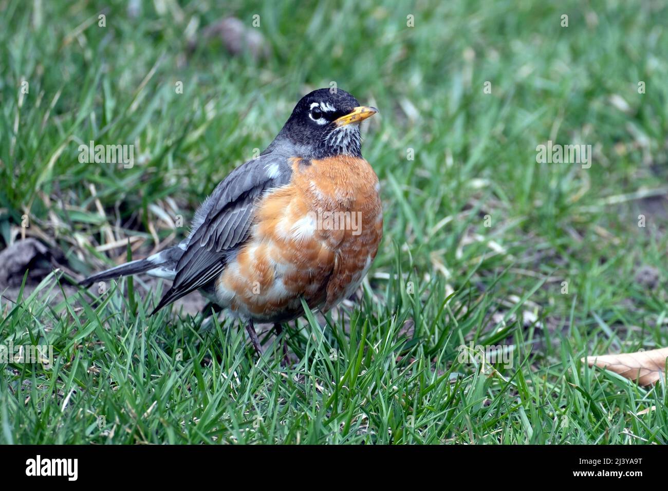 White mottled feathers hi-res stock photography and images - Alamy