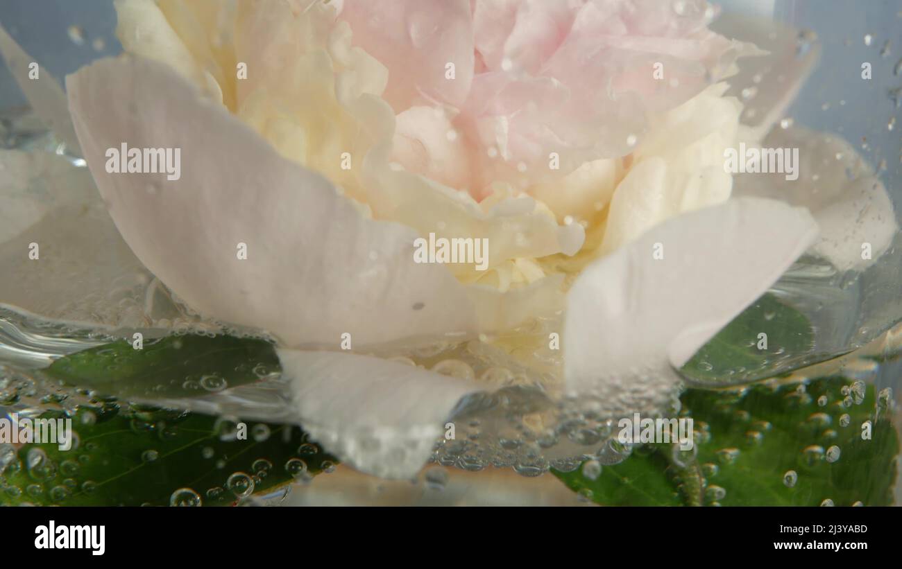 Peony flower spring bloom, light pink floral blossom, paeony bud close ...