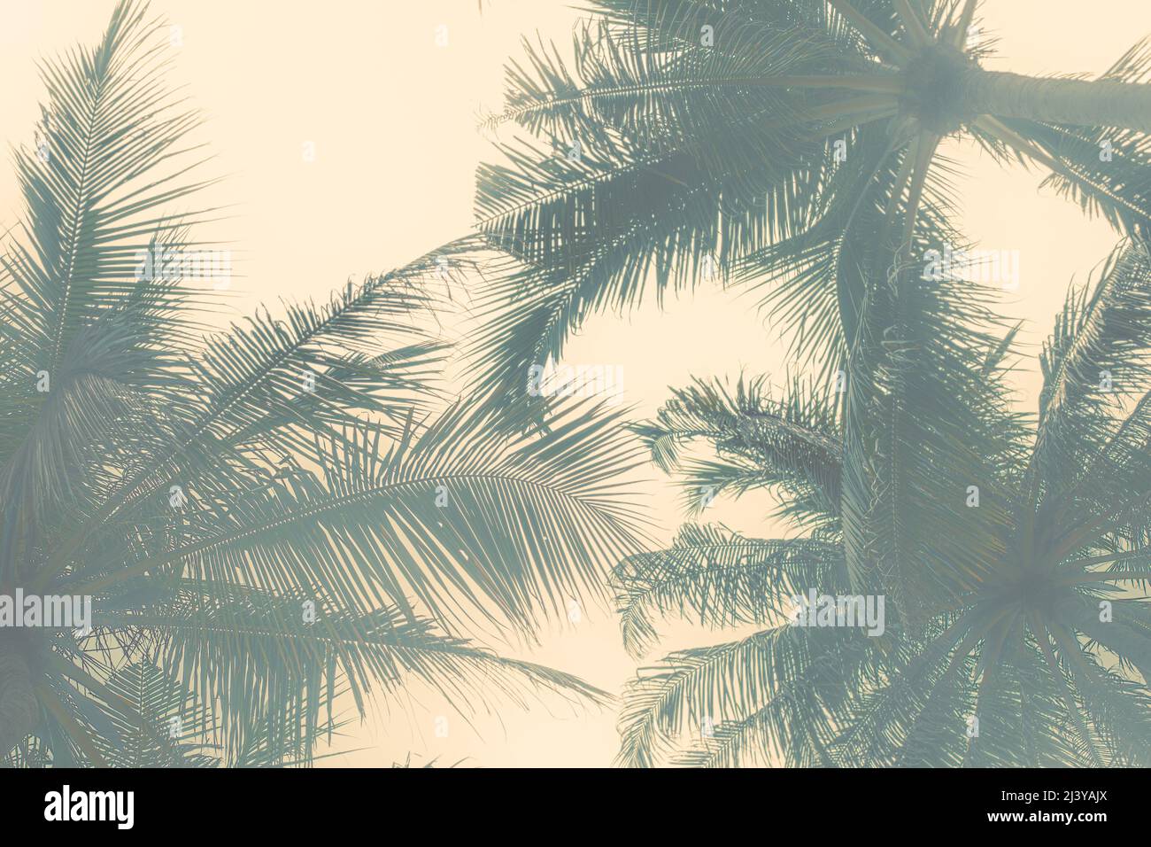 Branches of palm leaves against the sky. Toned template with haze for ...
