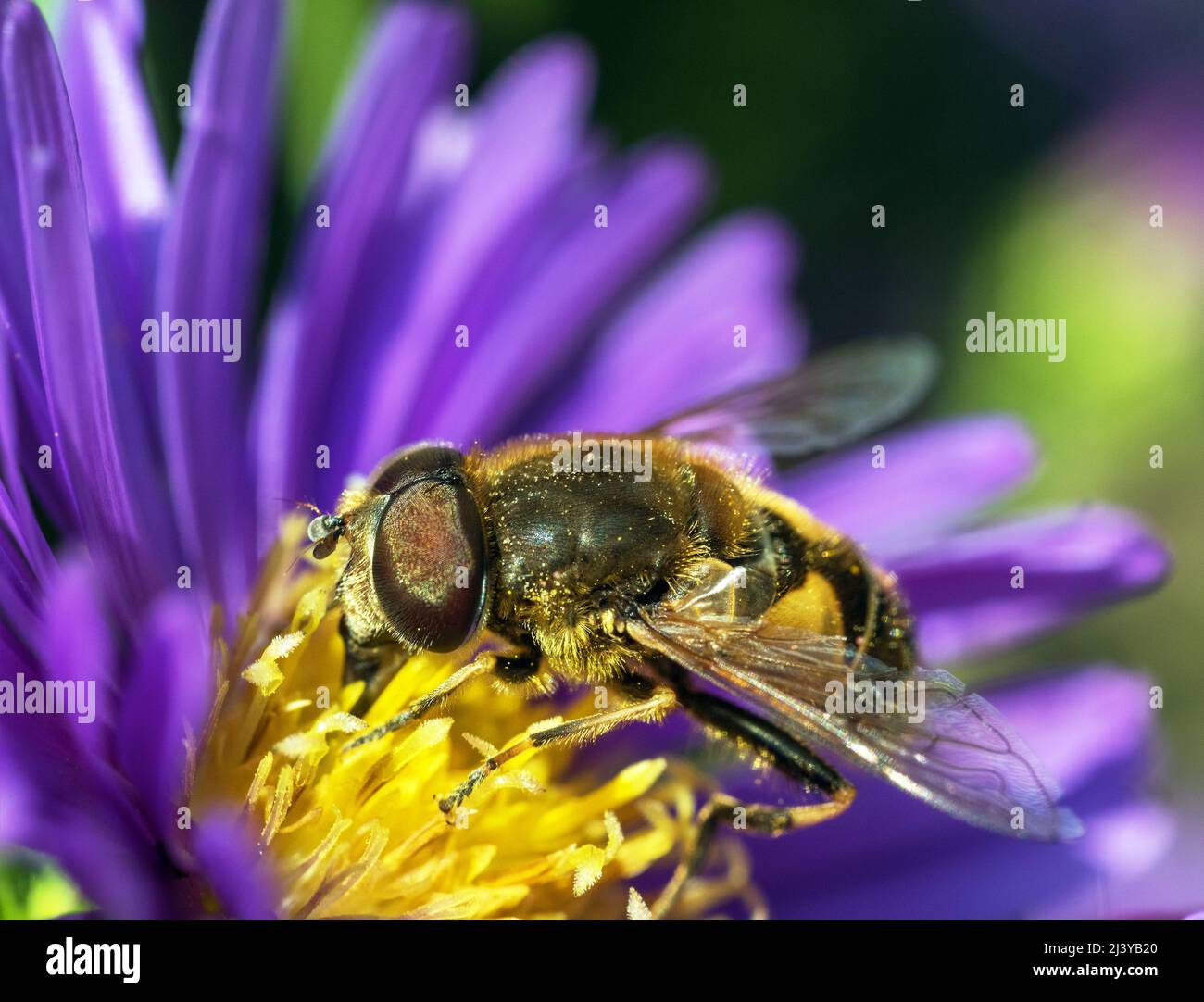 Purple and blue flower hi-res stock photography and images - Alamy