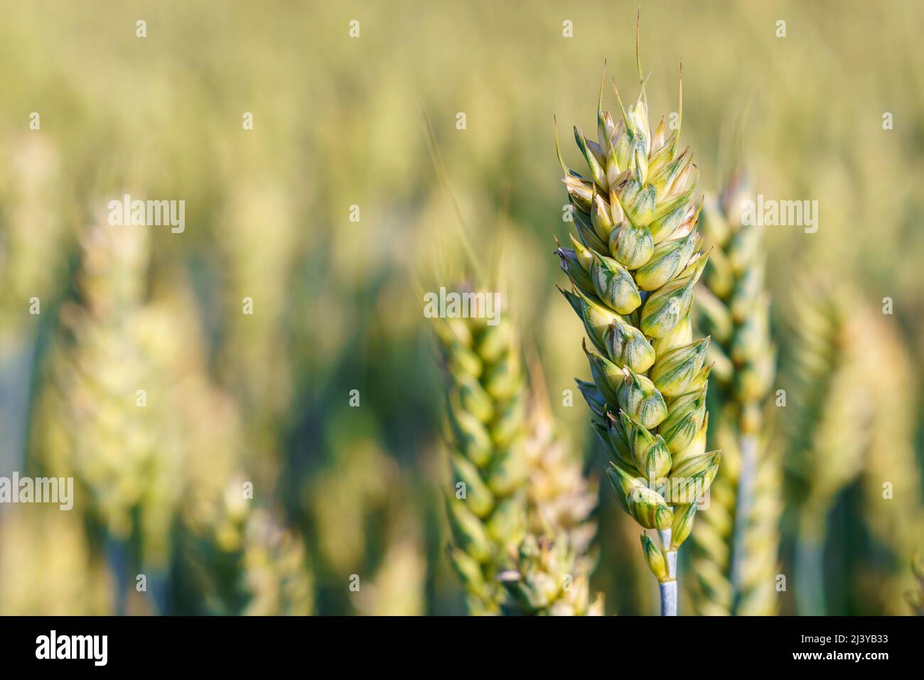 Ear immature wheat growing hi-res stock photography and images - Alamy