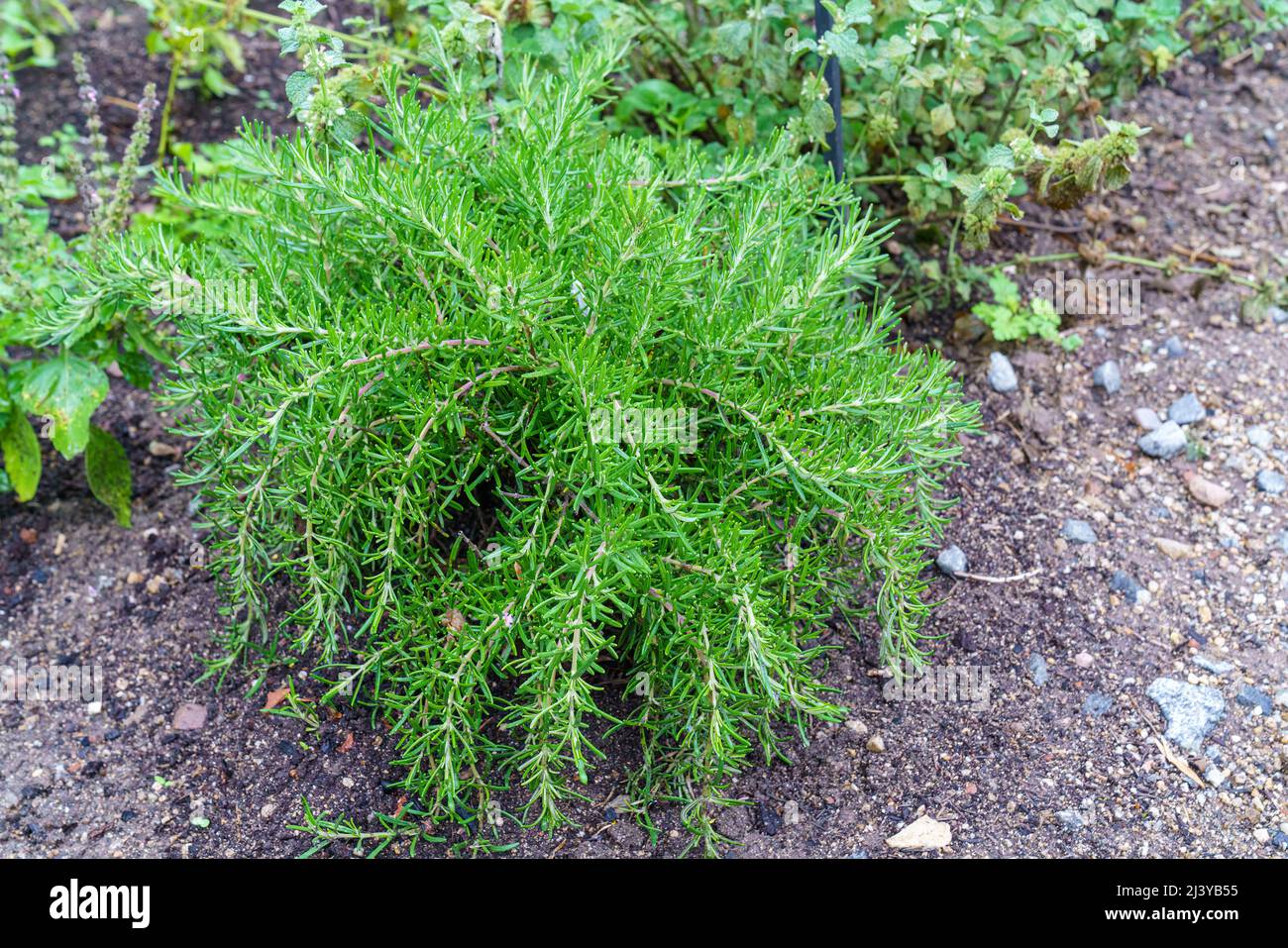 Closeup rosemary plant green needle hi-res stock photography and images ...