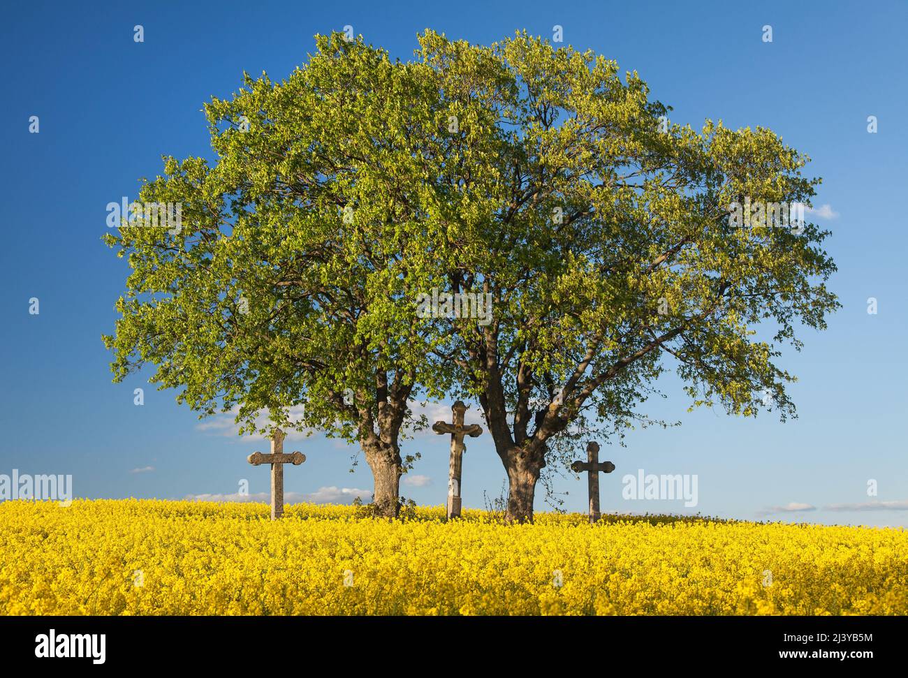 Rapeseed, canola or colza in Latin Brassica Napus, rape seed is plant ...