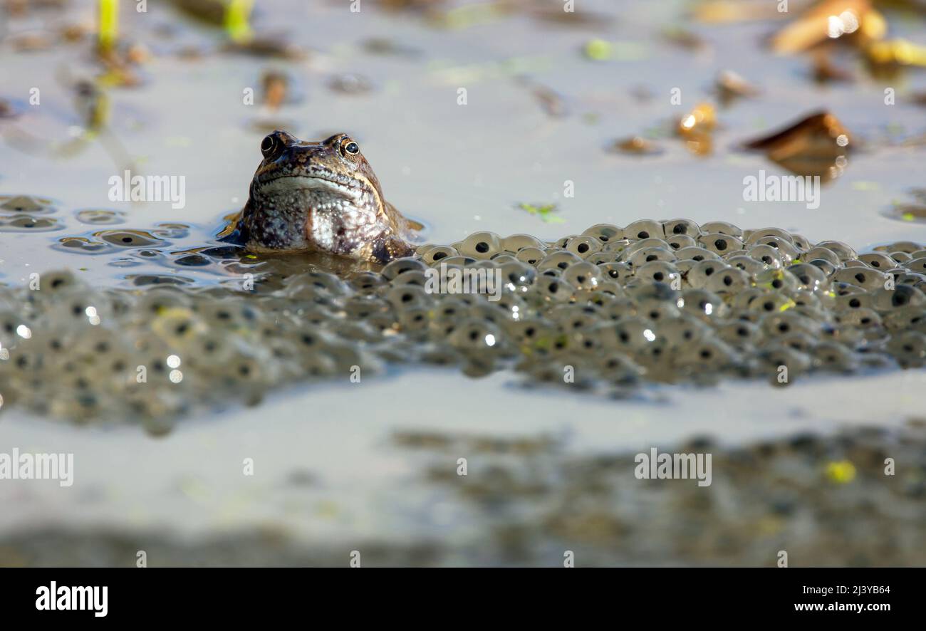 European Common brown Frog in latin Rana temporaria with eggs Stock Photo - Alamy