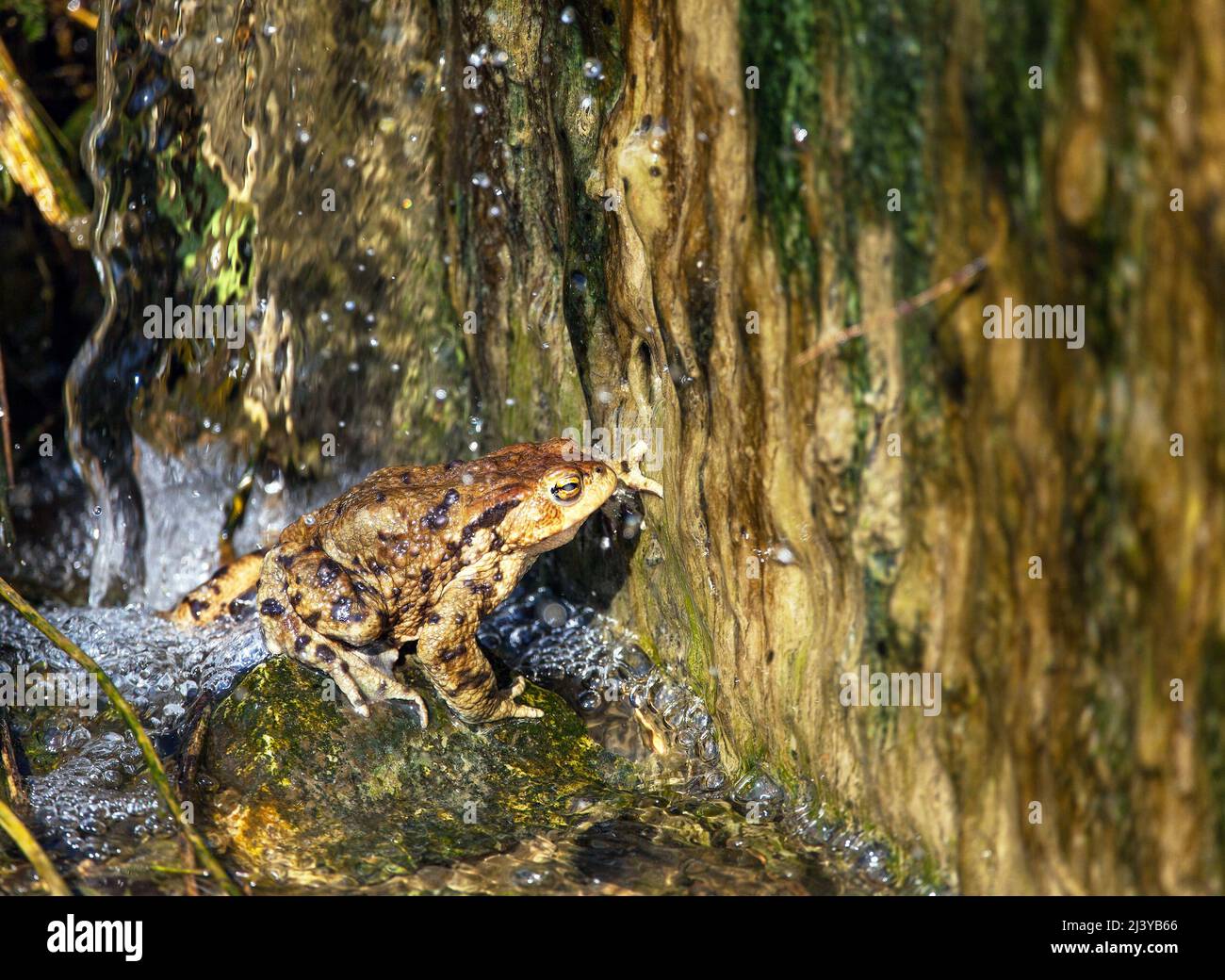 Female brown frog hi-res stock photography and images - Alamy