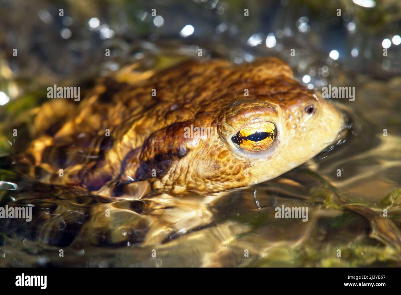 Common or European toad frog brown colored in latin bufo bufo Stock ...