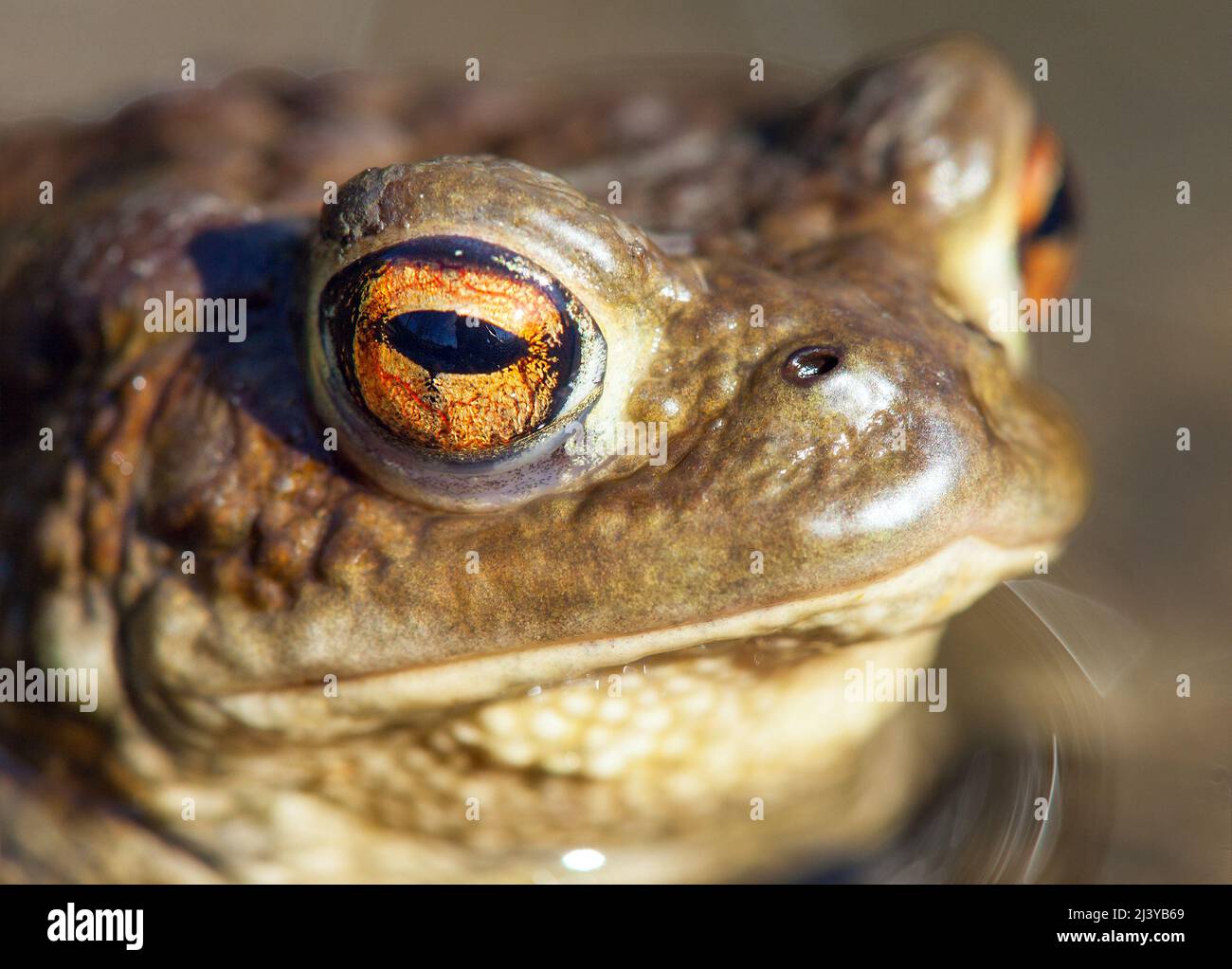 Closeup brown european frog hi-res stock photography and images - Alamy