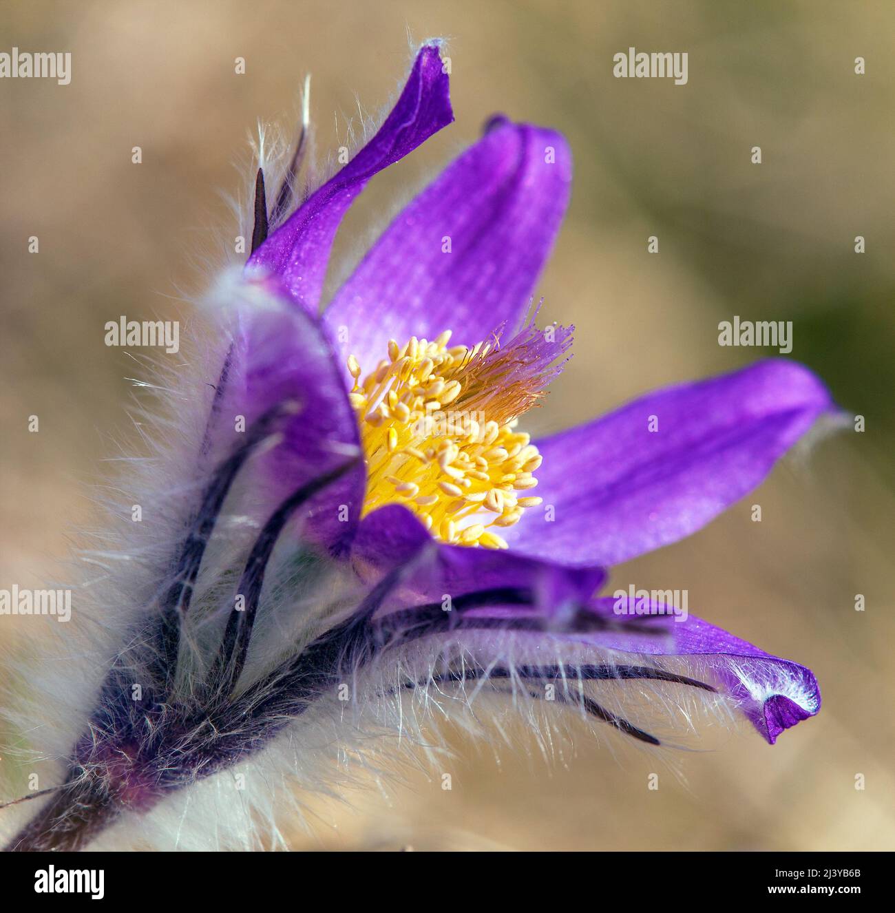 Yellow pasque flower hi-res stock photography and images - Alamy