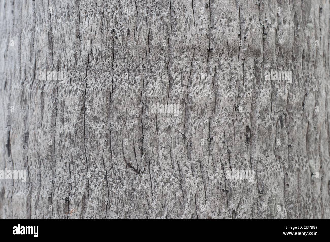 The texture of the trunk of a tropical coconut tree. Gray wood ...