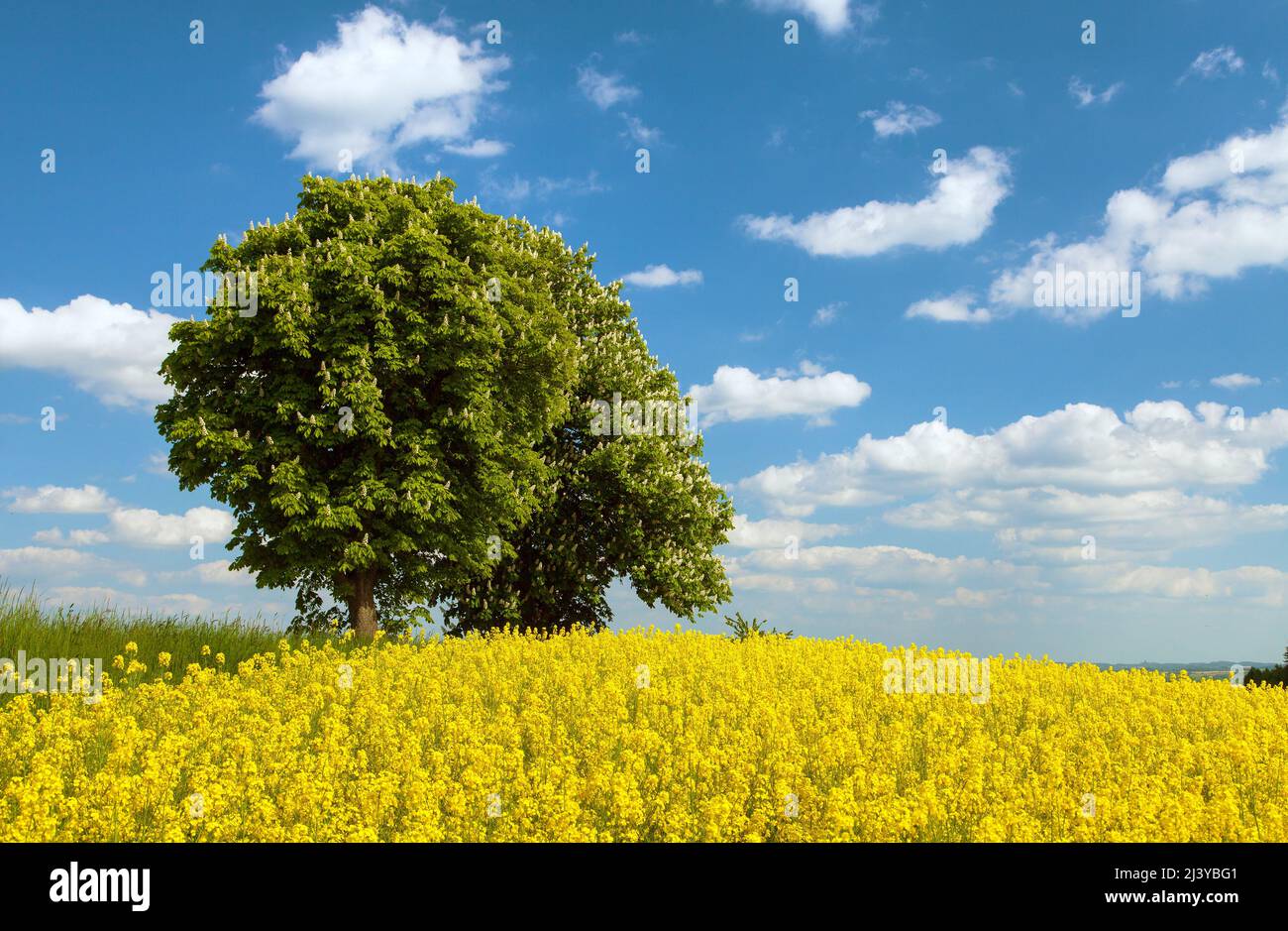 Blooming canola field brassica napus hi-res stock photography and ...