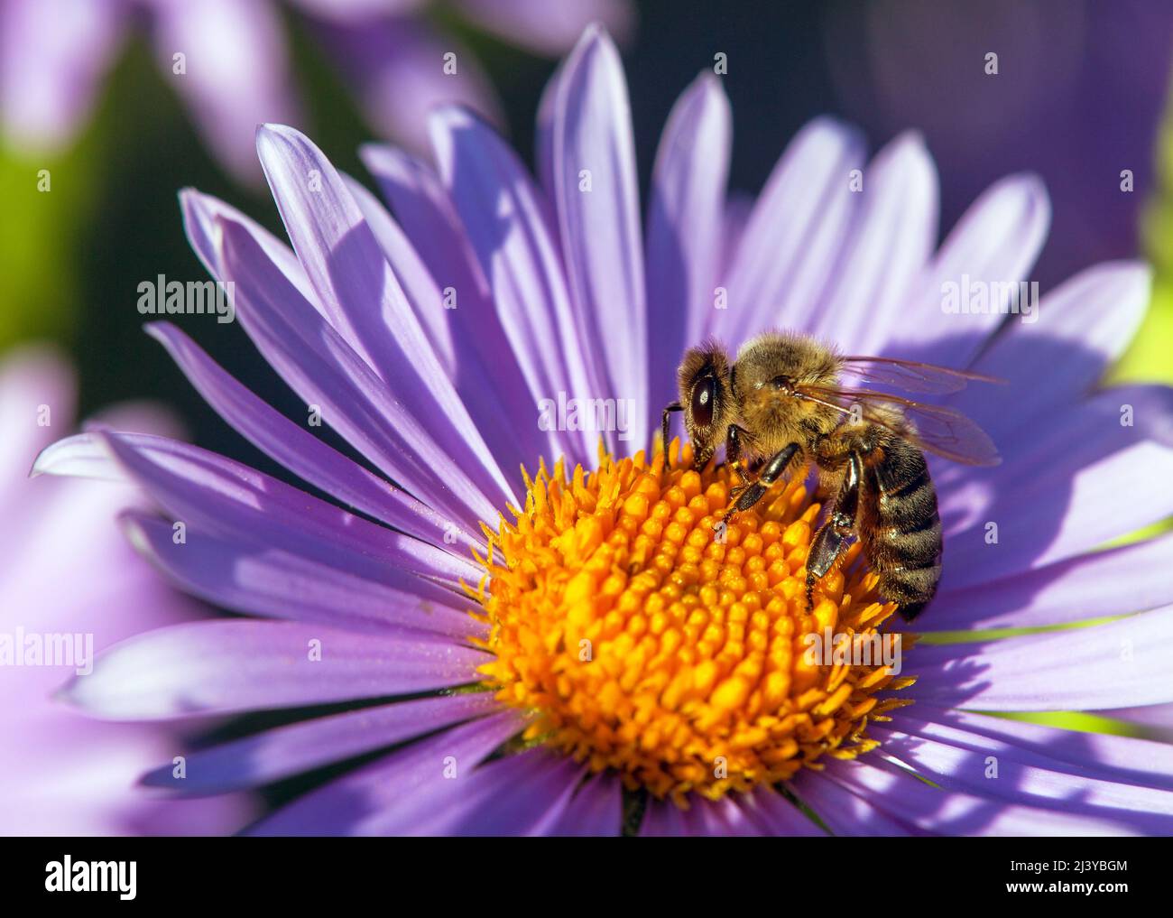 bee or honeybee in Latin Apis Mellifera, european or western honey bee ...