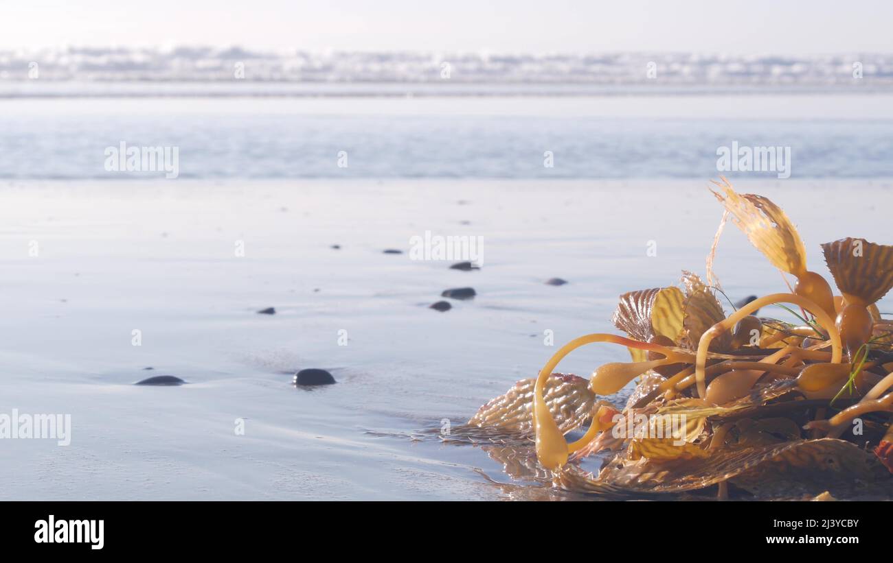 Green kelp seaweed on beach littoral sand, California ocean coast ...