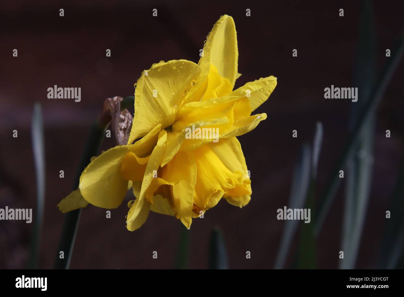 Side view daffodil flower narcissus hi-res stock photography and images ...
