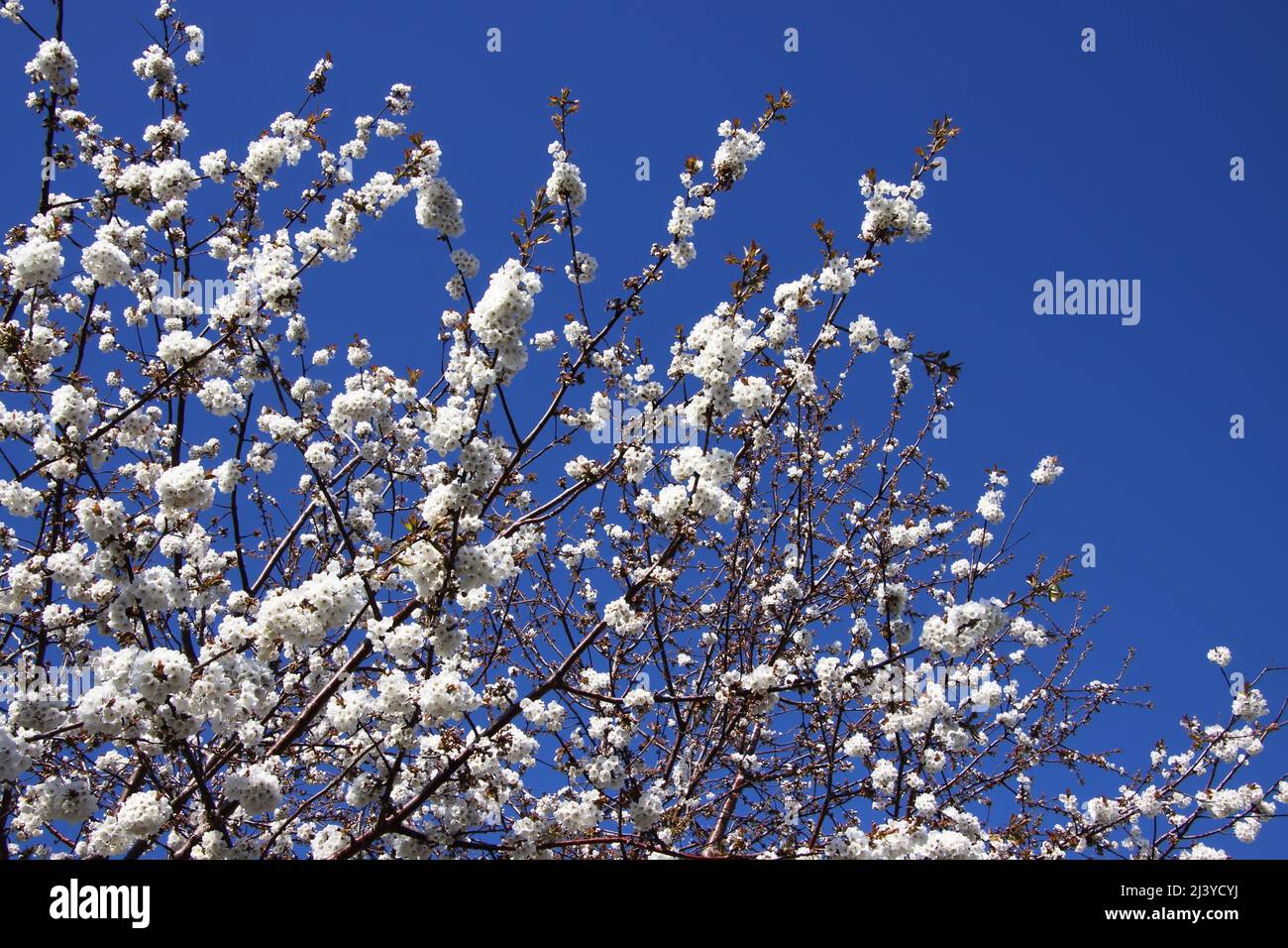 Cherry blossom colors white flowers hi-res stock photography and images ...