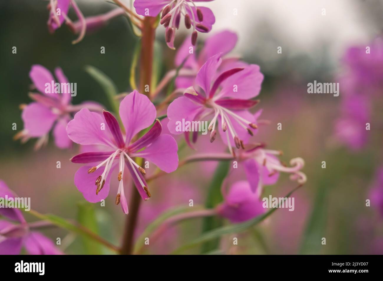 Pink wildflower backdrop hi-res stock photography and images - Alamy