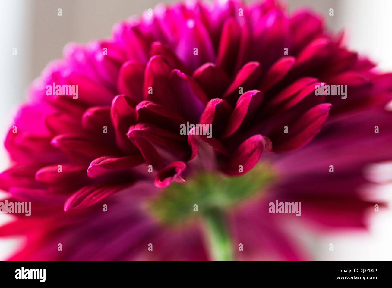 A macro shot of a chrysanthemum reveals rows of ray florets Stock Photo ...