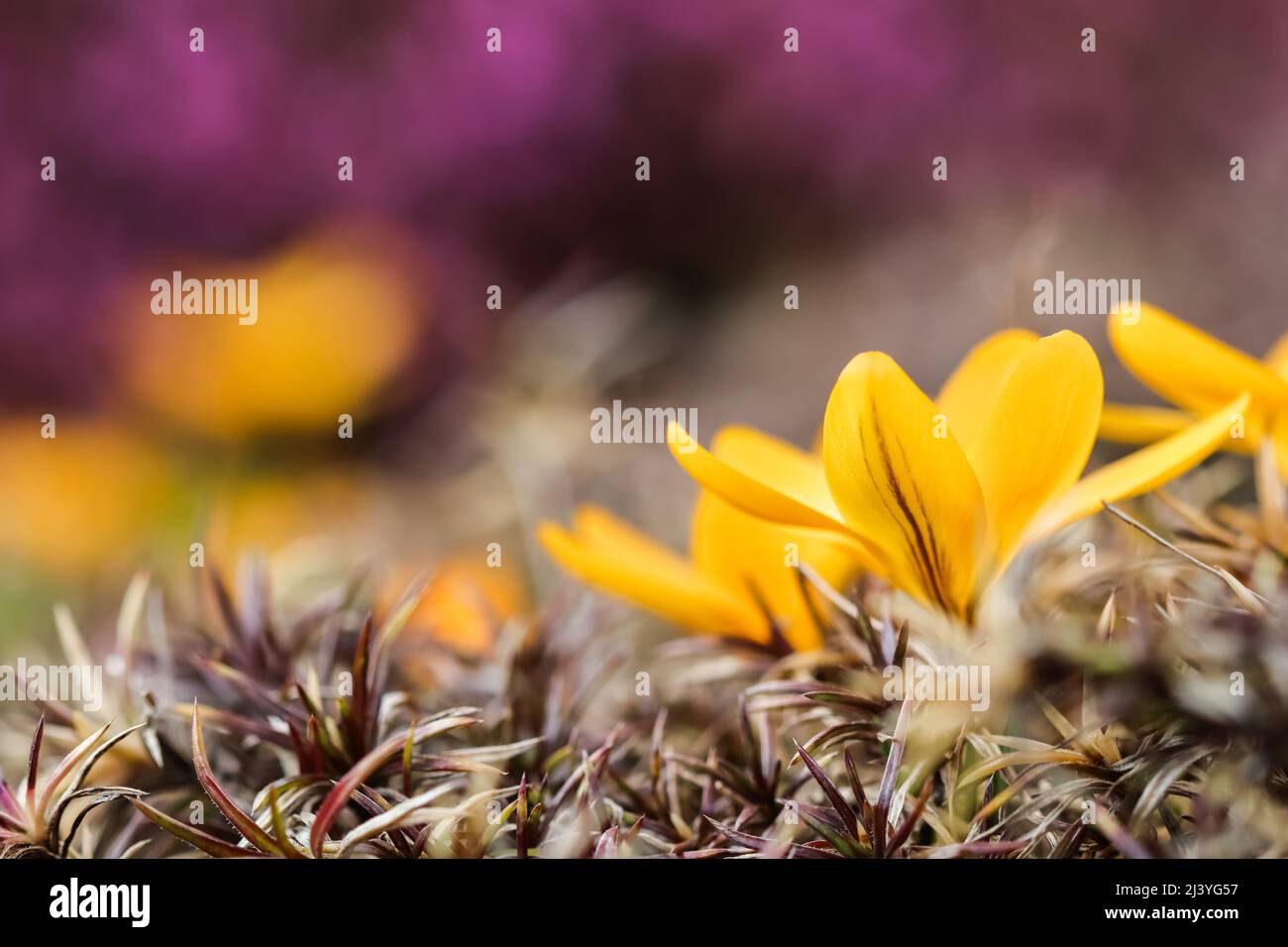 Spring is coming. The first yellow crocuses in my garden on a sunny day ...