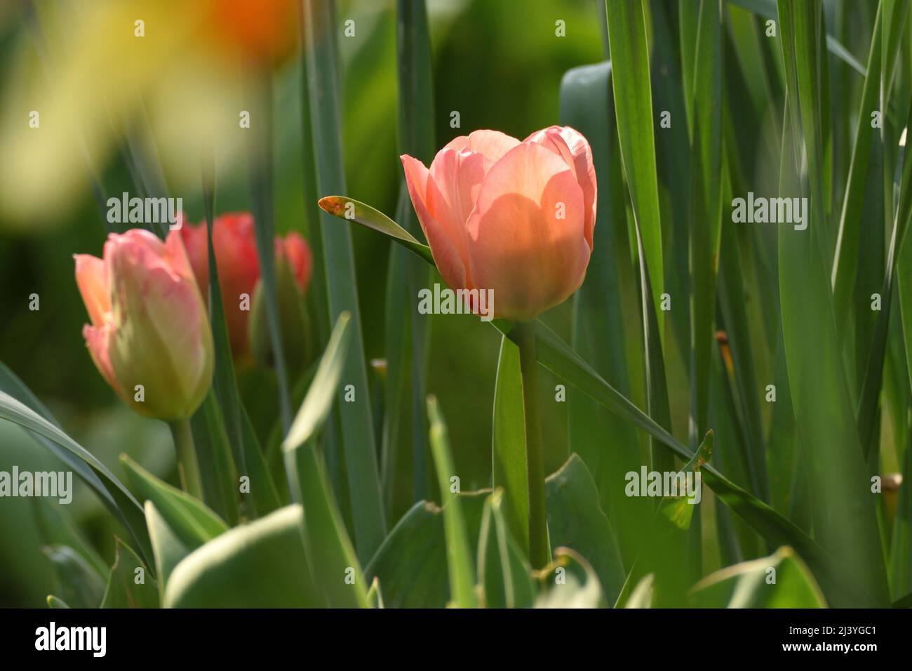 Shining tulips hi-res stock photography and images - Alamy
