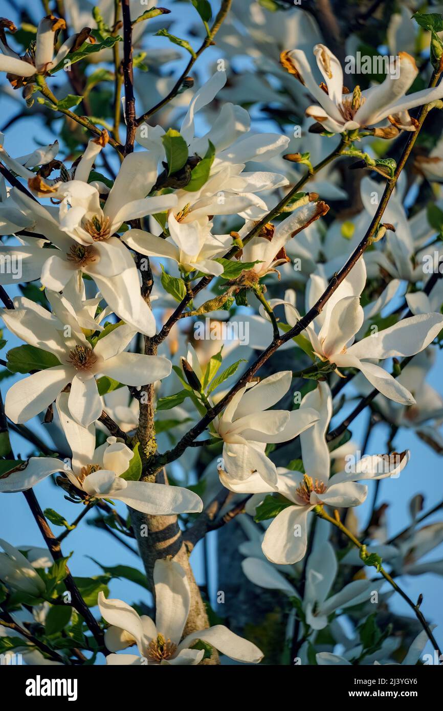 Closeup beautiful magnolia blue background hi-res stock photography and ...