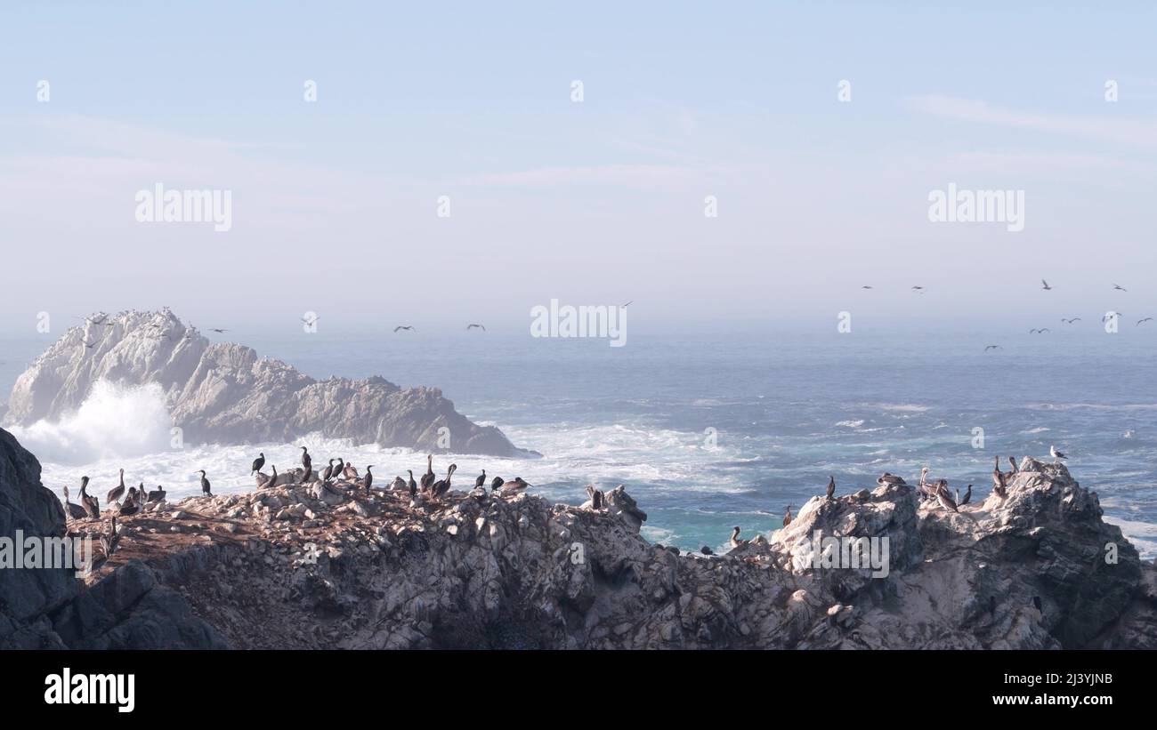 Flock of brown pelicans on cliff, rocky island in ocean, Point Lobos ...
