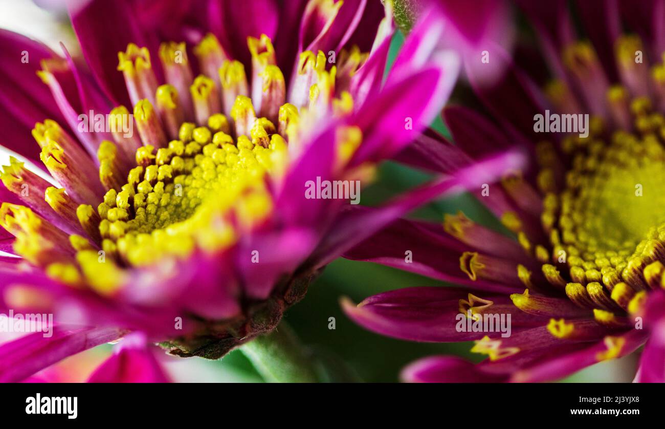 Two identical flowers hi-res stock photography and images - Alamy