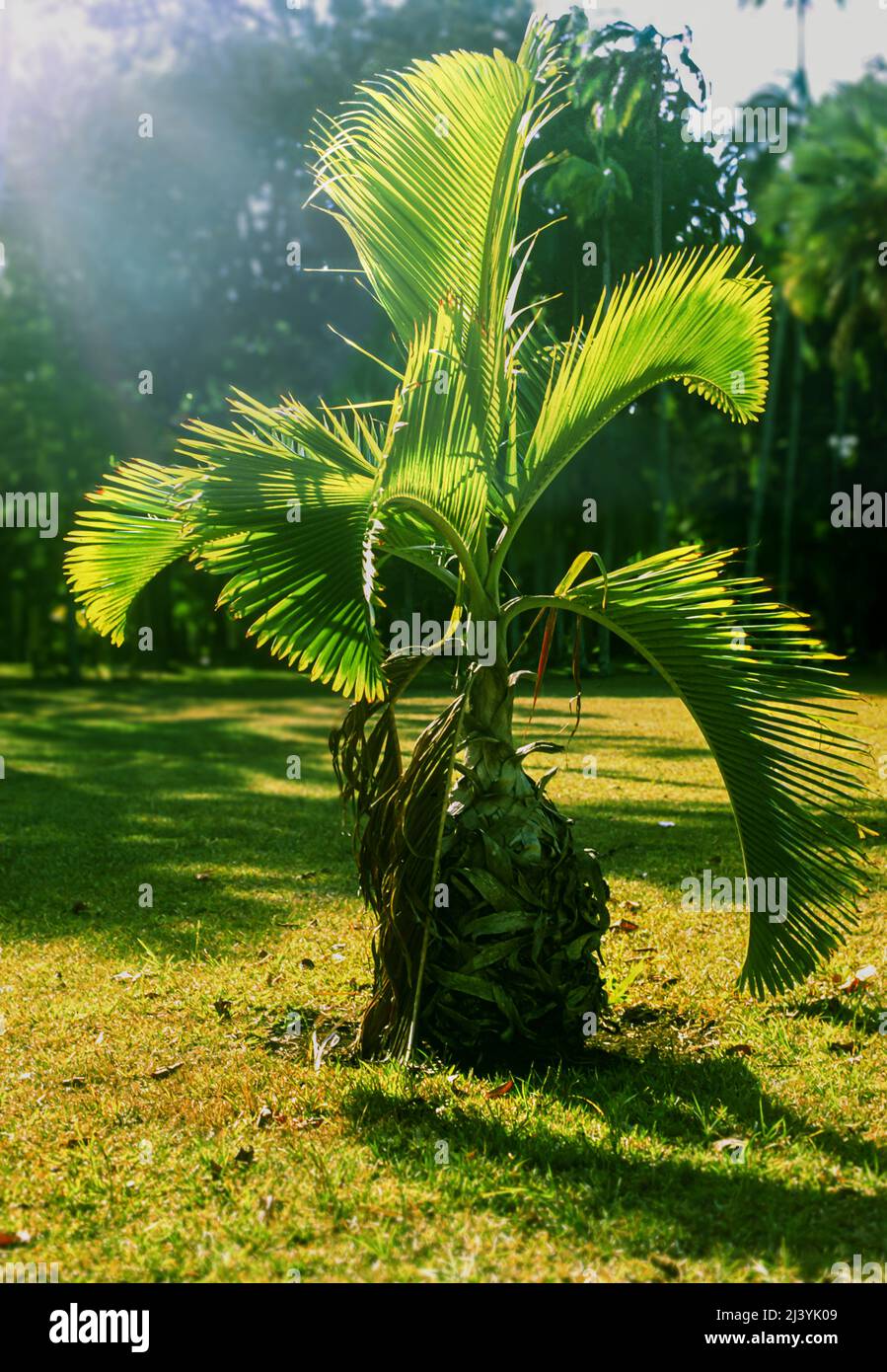 Sun rays falling on a fan palm tree at the Pamplemousses botanical ...