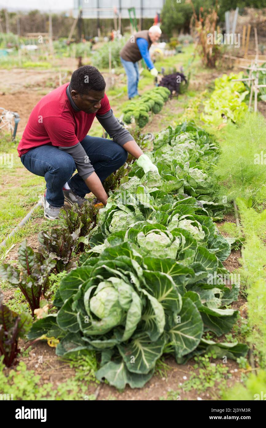 African cabbages hi-res stock photography and images - Alamy