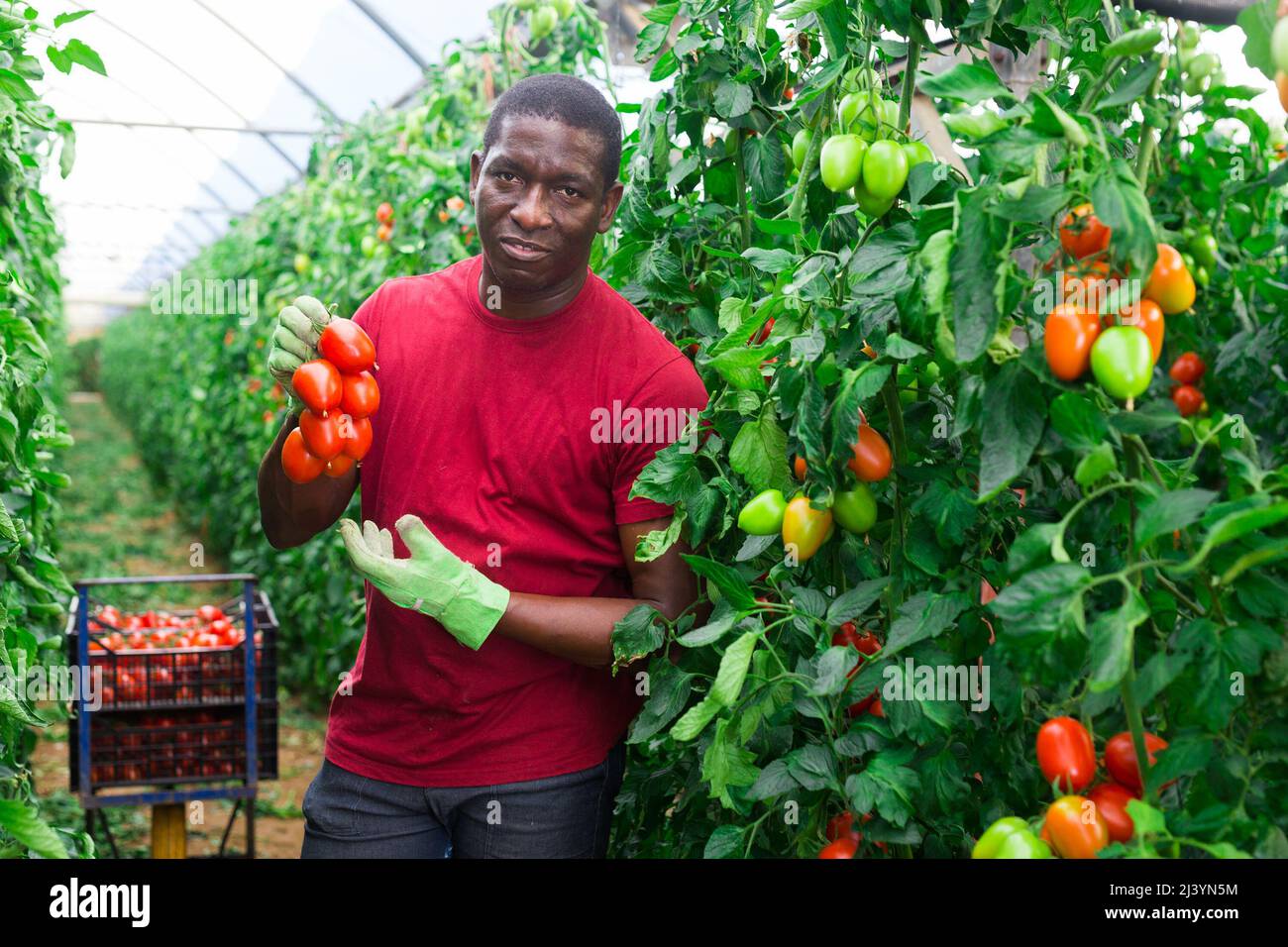 Happy male farmer box tomatoes hi-res stock photography and images - Alamy