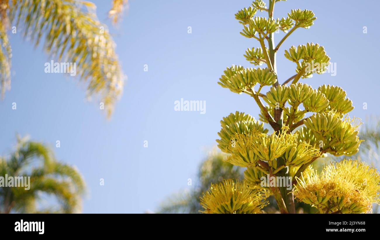 Aloe panicle hi-res stock photography and images - Alamy