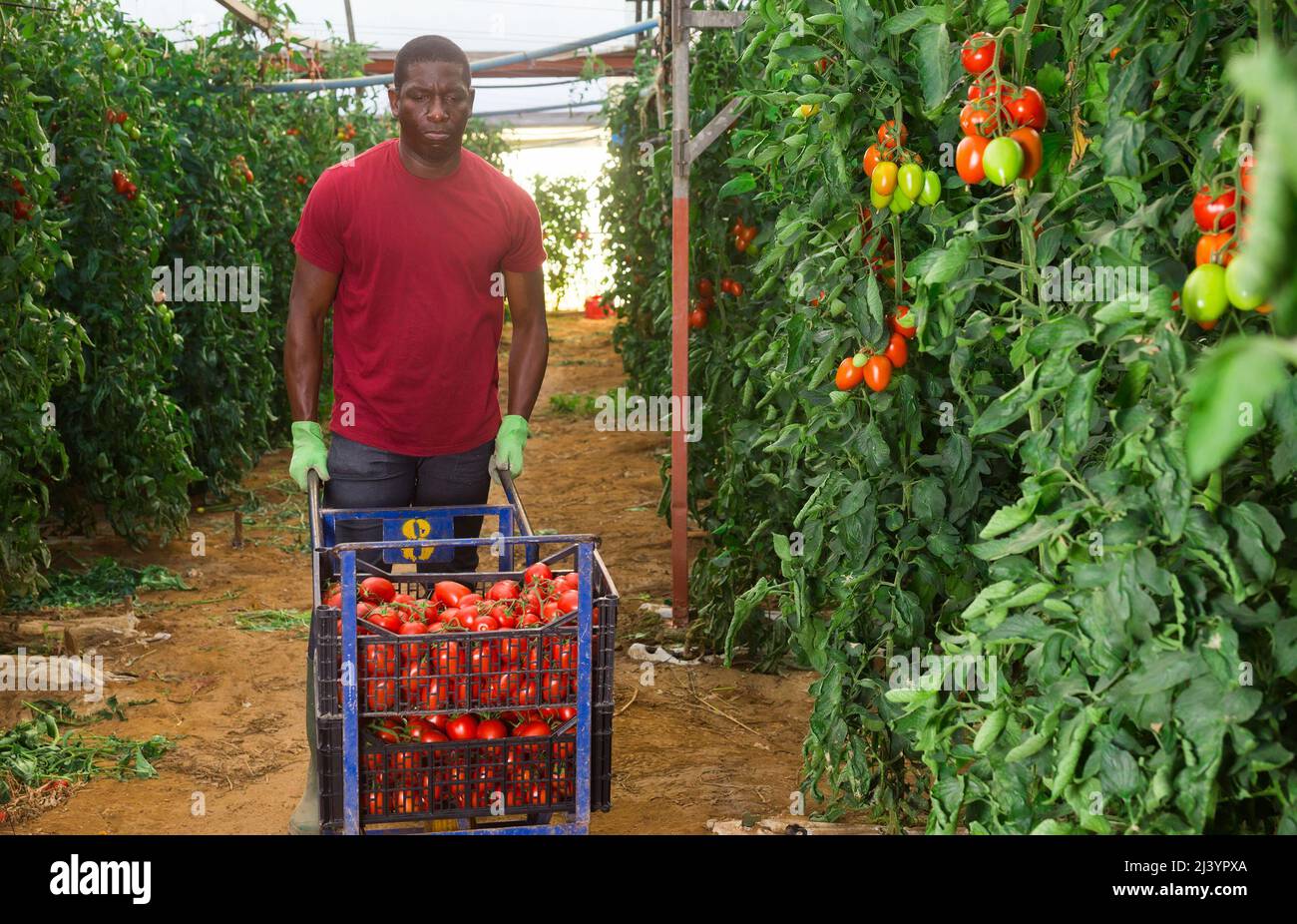 Man African gardener harvesting tomatoes in greenhouse Stock Photo - Alamy