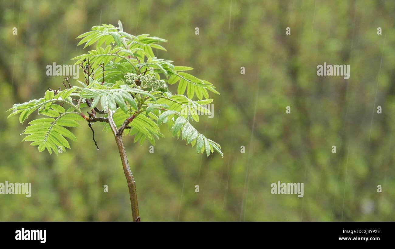 Rain drops falling, fresh green juicy leaves in spring forest. Droplets ...
