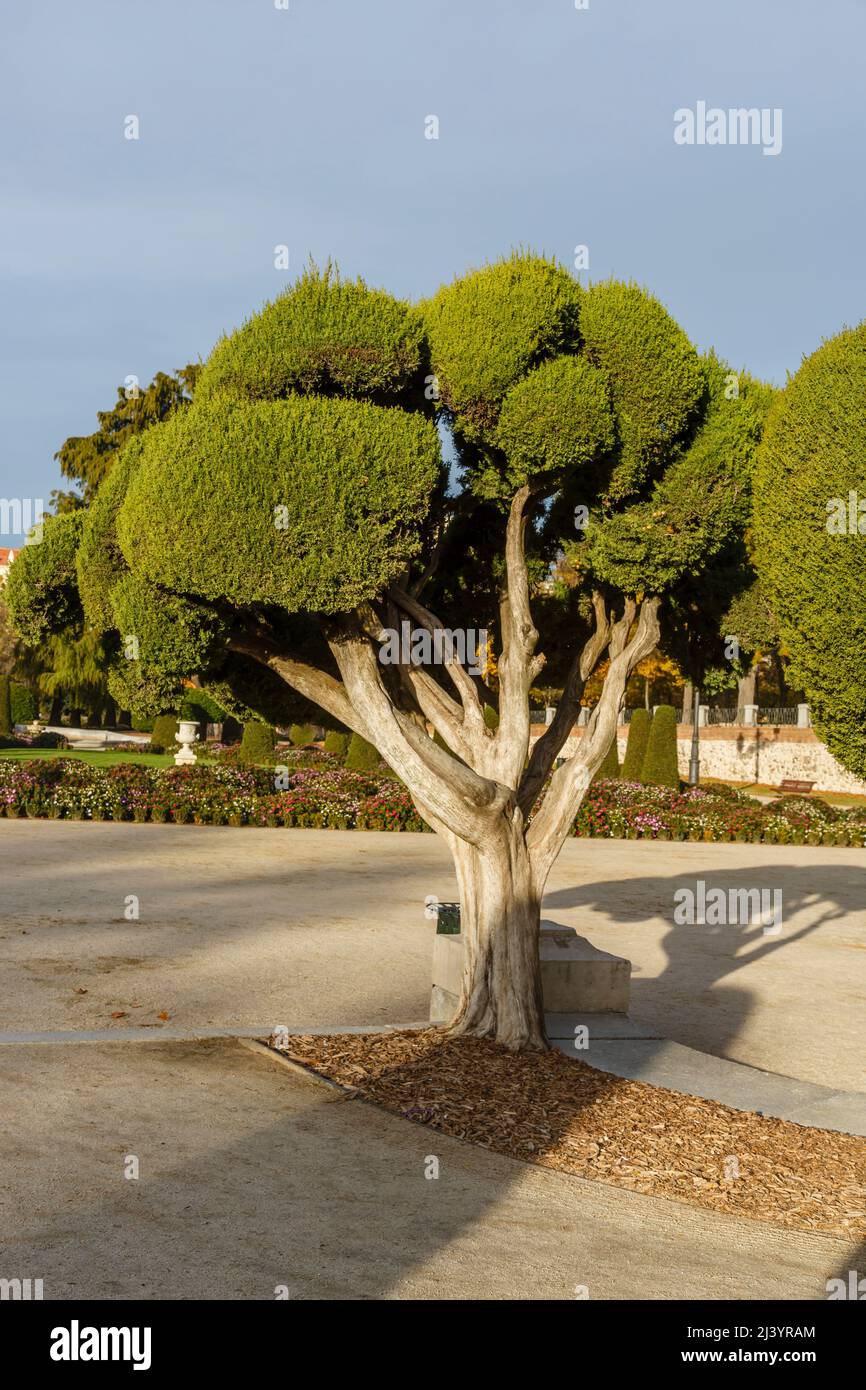 Cloud pruned tree (topiary) in Retiro Park, Madrid, Spain Stock Photo ...