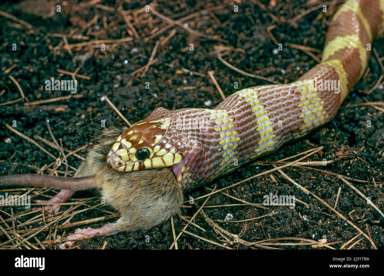 California Kingsnake (Lampropeltis californiae), eating a mouse Stock ...