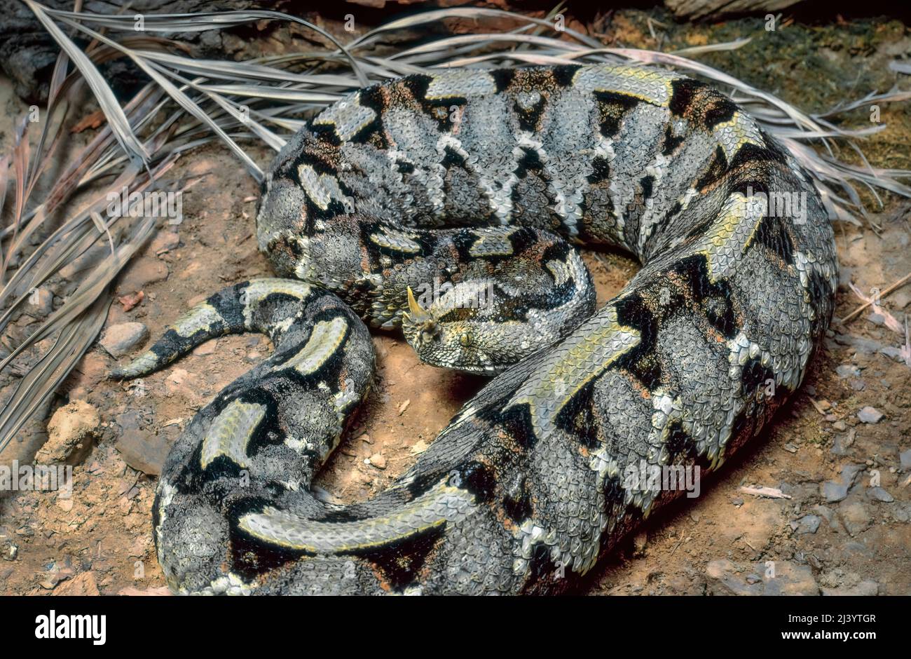 Rhinoceros viper (bitis nasicornis) hi-res stock photography and images ...