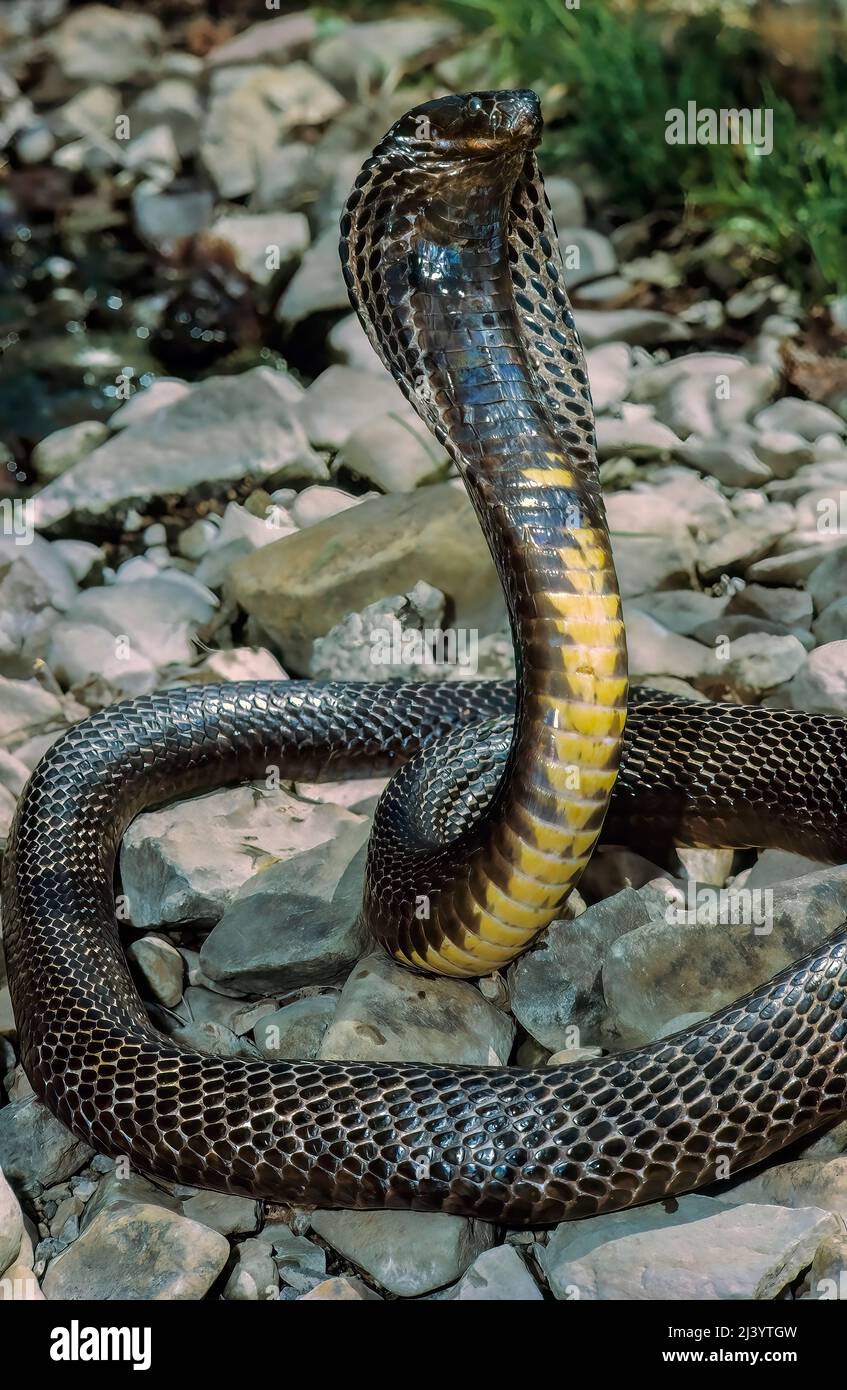 Rinkhals hi-res stock photography and images - Alamy