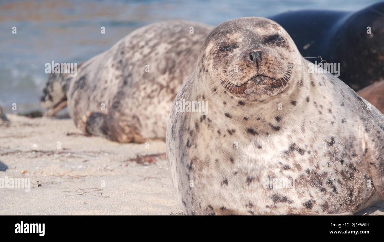 Cute wild spotted fur seal, pacific harbor sea lion resting, sandy ...
