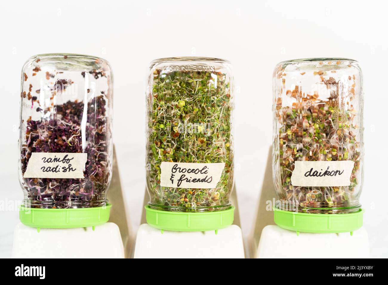 Day 6. Growing organic sprouts in a mason jar with sprouting lid on the ...