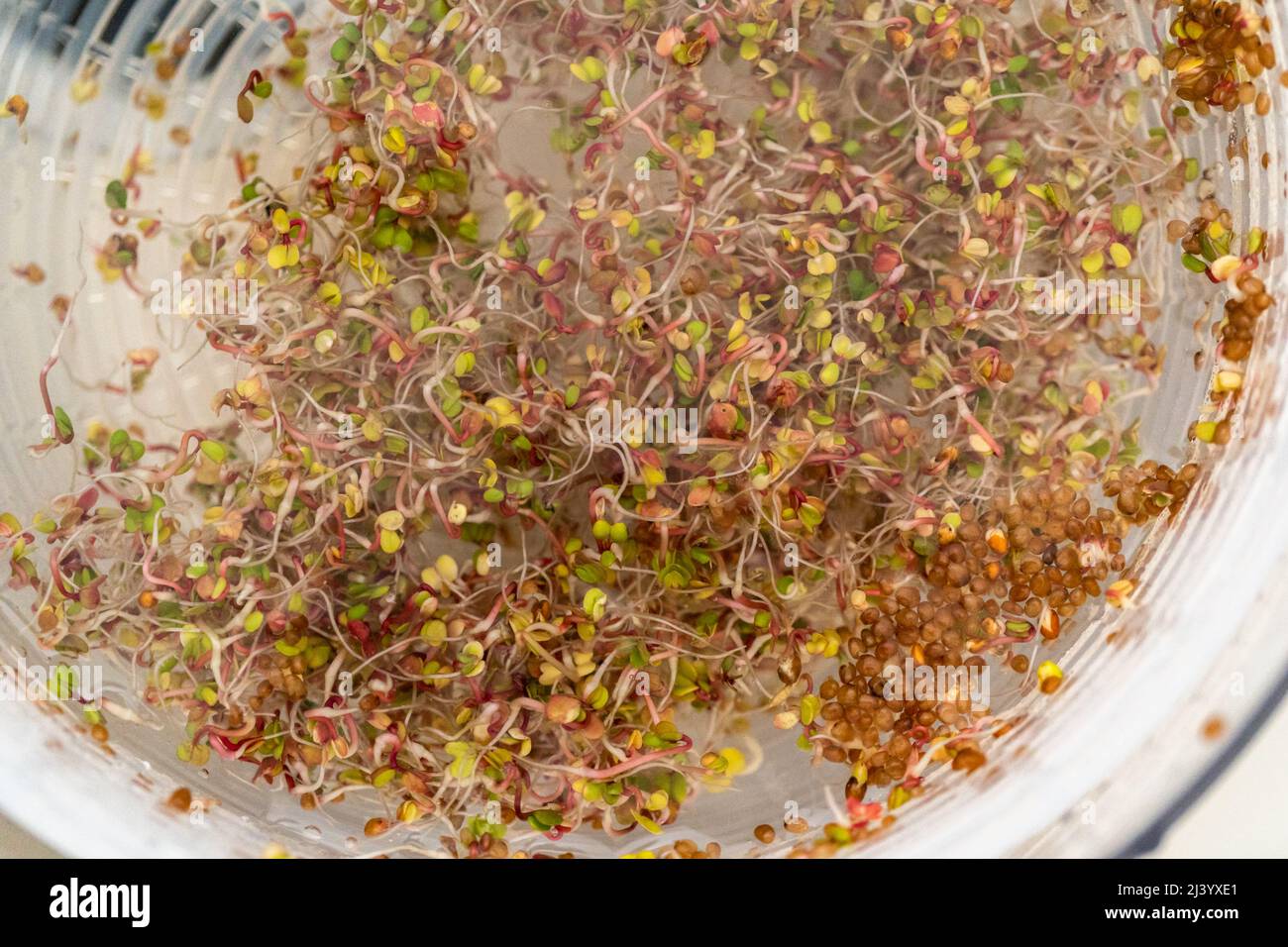 Day 6. Washing freshly harvested organic sprouts that were grown in a ...