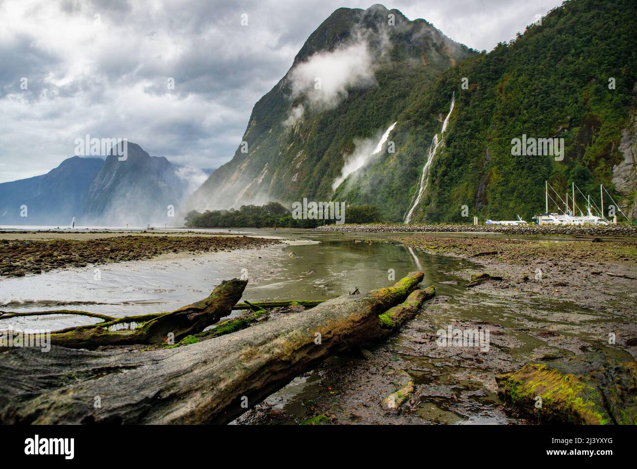Driftwood logs lying on the foreshore in the rain and mist at Milford ...
